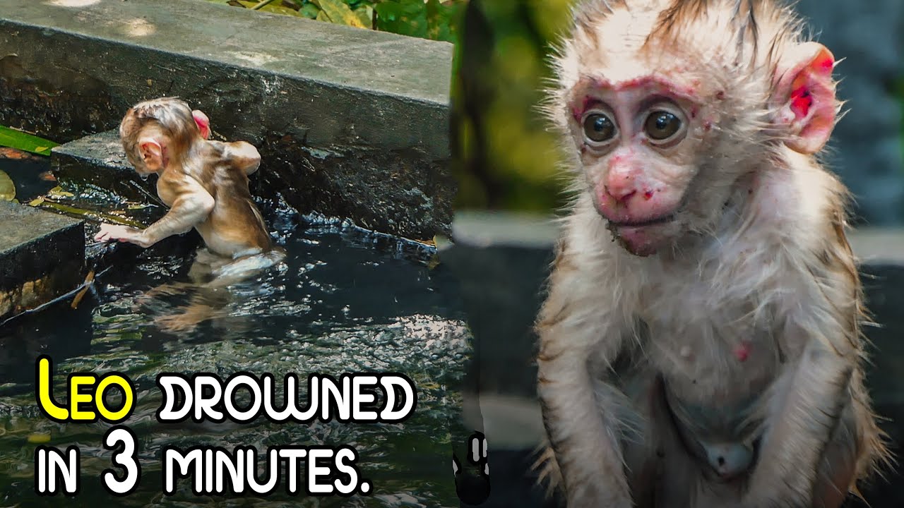Leo was drowned for 3 minutes and tried his hardest to climb up on his ...