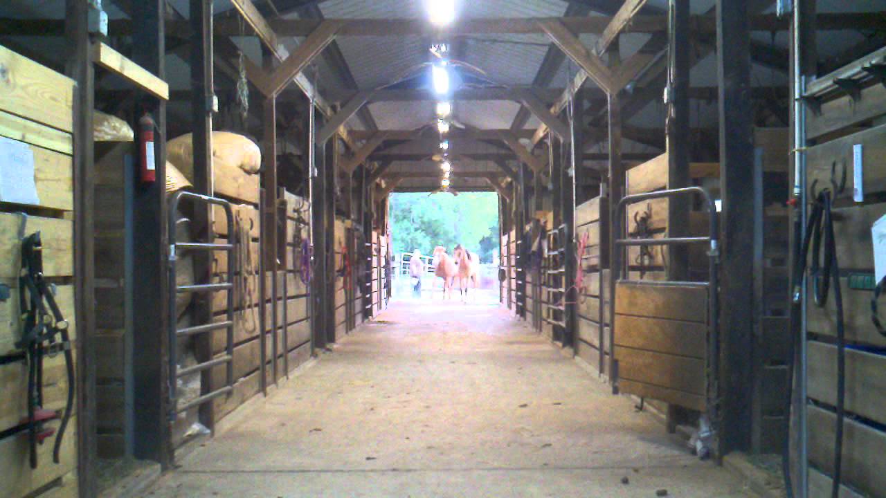 Horses running to stall - YouTube