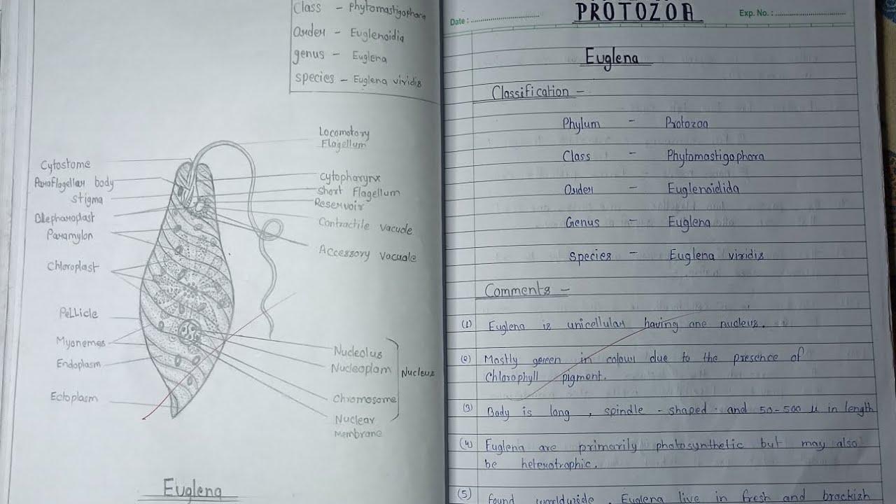 BSc 1st year zoology major (1st paper) practical - YouTube