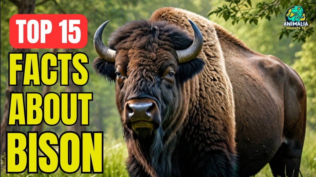 WILD Bison Facts You Won't Believe Are True | Facts About Bison | Are they Endangered? #bison ...