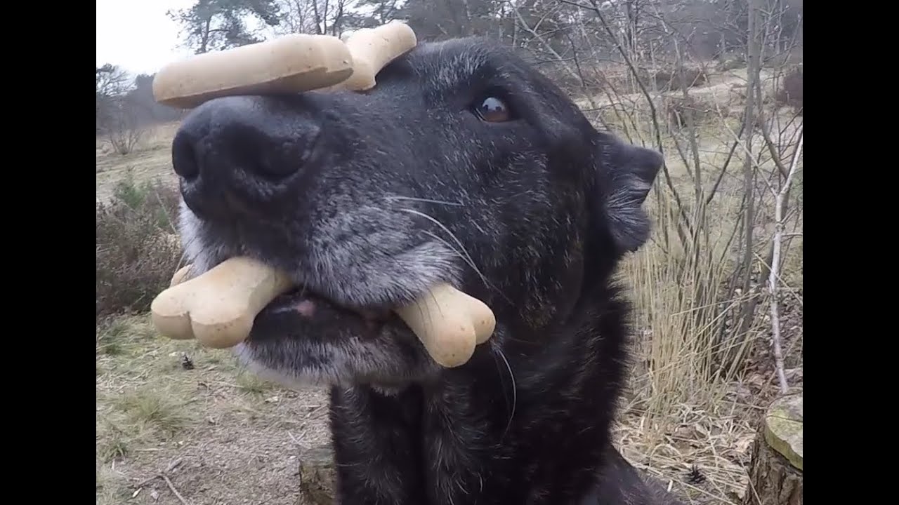 Dog with amazing self control! - YouTube