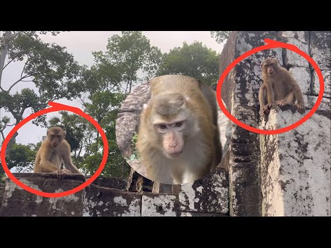 Bad Monkeys Attacked Me like Their Rivals [ENG SUB]| Inside Nature | Monkey Video