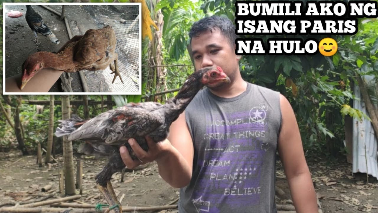 Ganito pala pag pure breed Hulo napakalaki po mga ka probinsya - YouTube