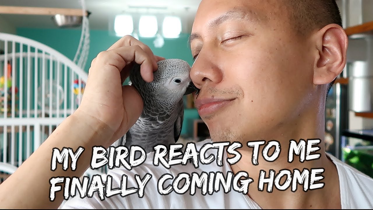 My Bird's Reaction to My Return Home | Vlog #327 - YouTube