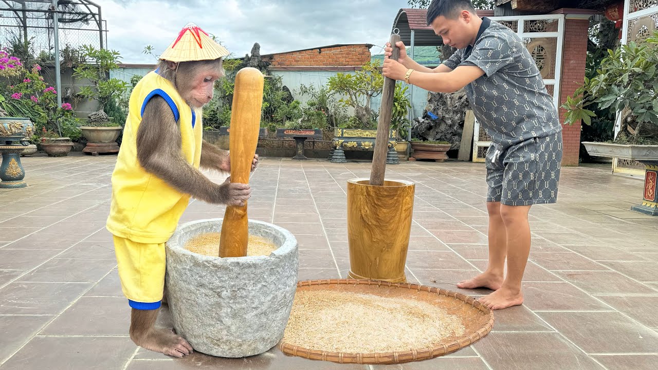 Smart CUTIS Uses A Special Traditional Process To Produce Paddy Into ...