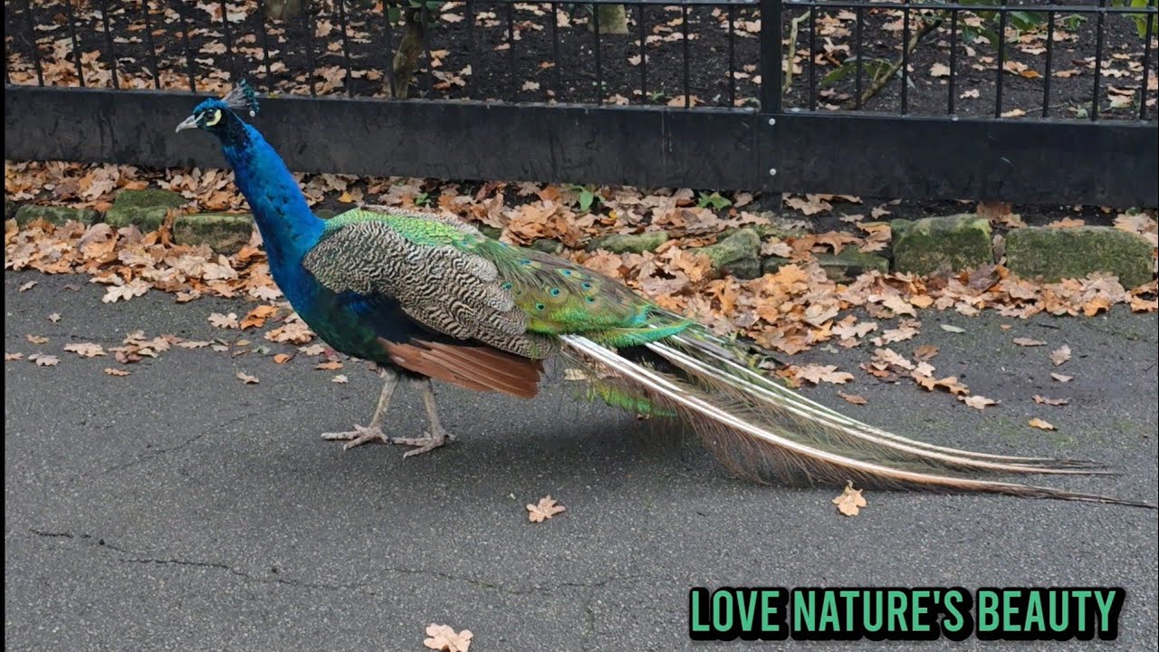 Beautiful Bird Famous But Lonely | The Loner Peacock in Holland park ...