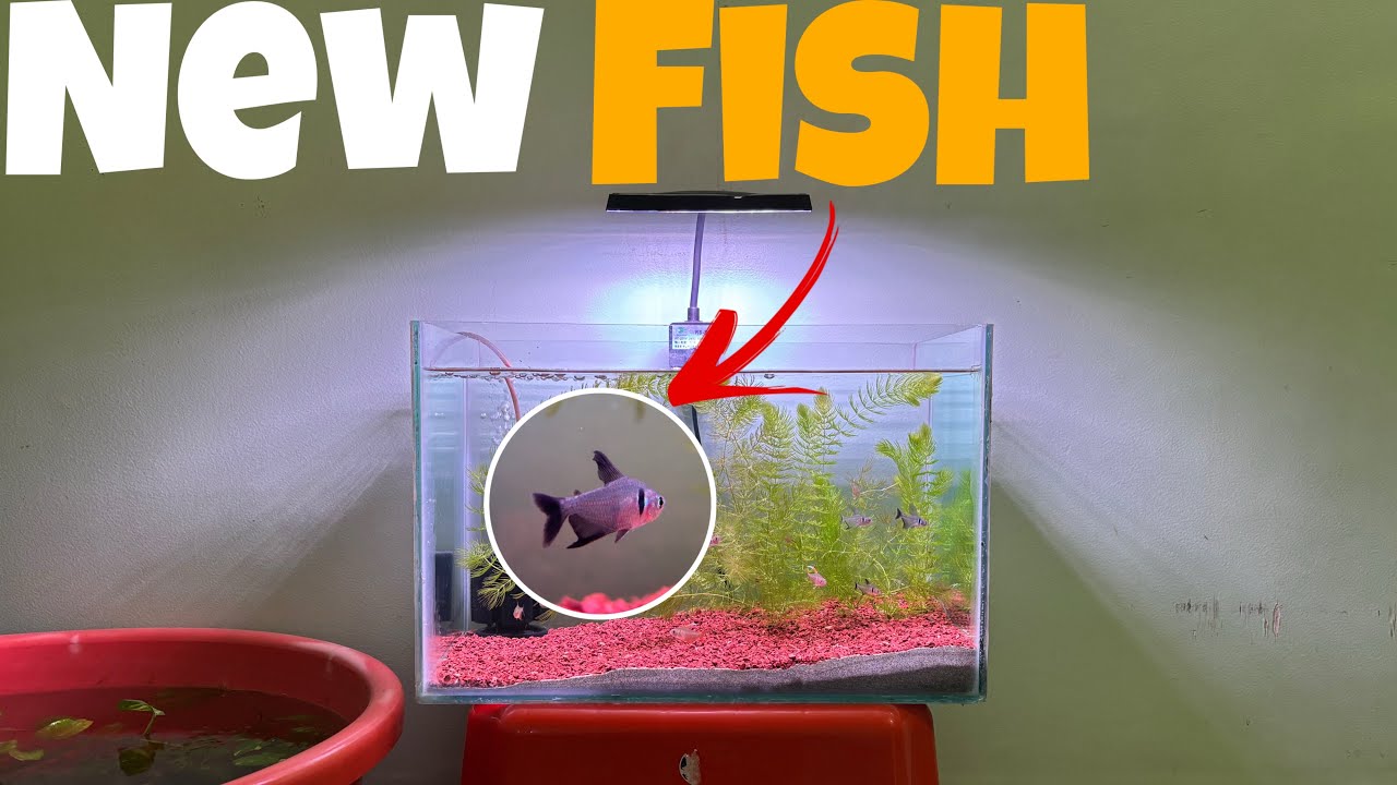 New Fish😍New Project Is Coming Soon🤩 - YouTube