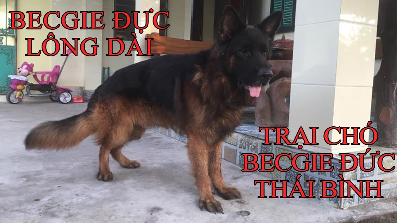 [ Chó Becgie đực lông dài ] - German shepherd dog - GSD - YouTube