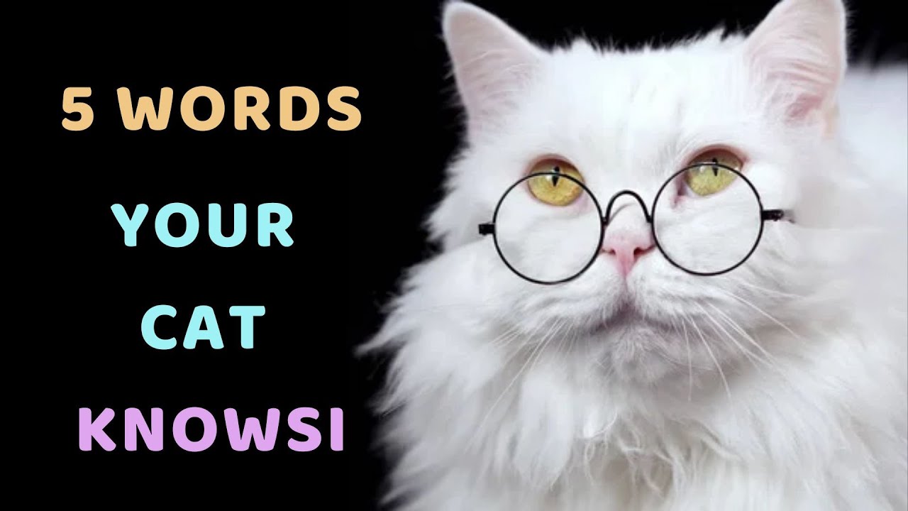 5 WORDS your cat UNDERSTANDS | The 3rd will change the way you ...