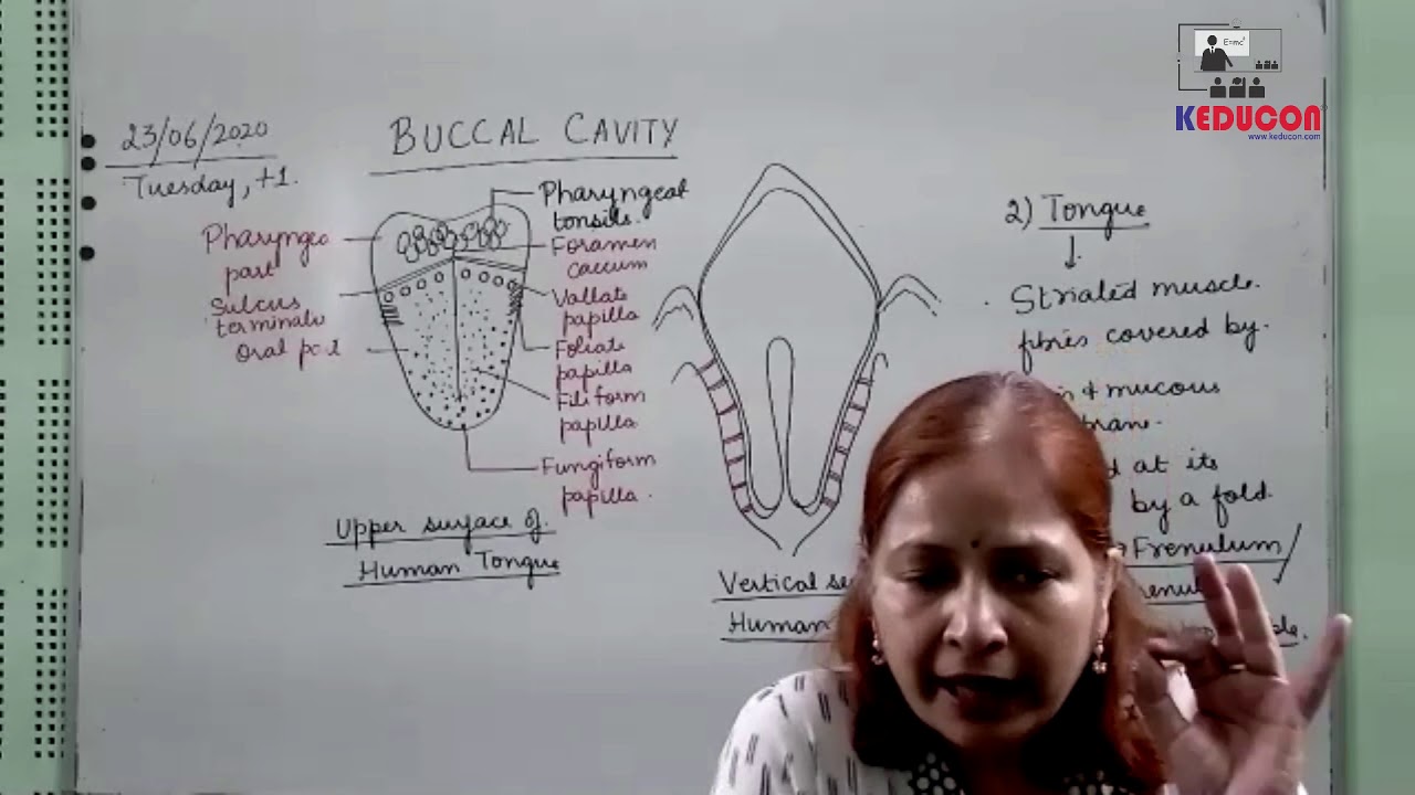 +1 Biology 23.06.2020 ( Digestive system-Buccal cavity) - YouTube