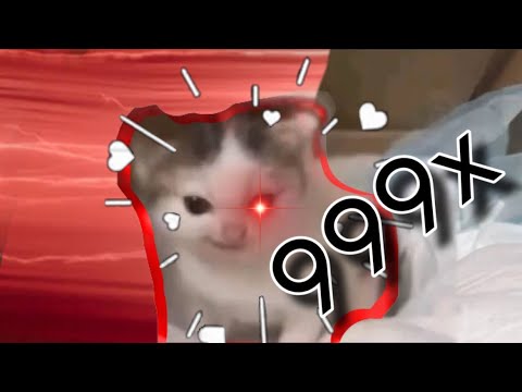 German Cat but 999X Speed Meme Kitty / Das war ein Befehl Cat Meme ...