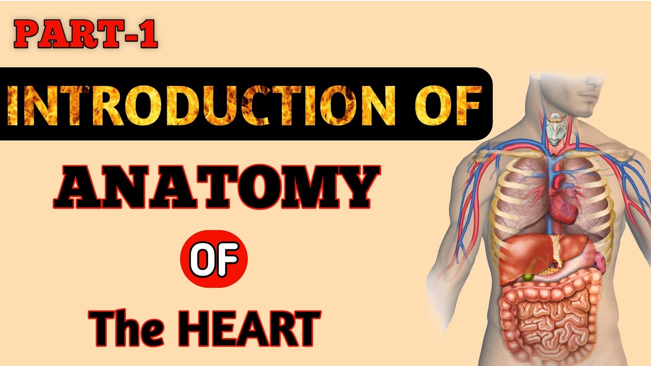 INTRODUCTION OF ANATOMY OF THE HEART || BSc Nursing 1st Semester # ...