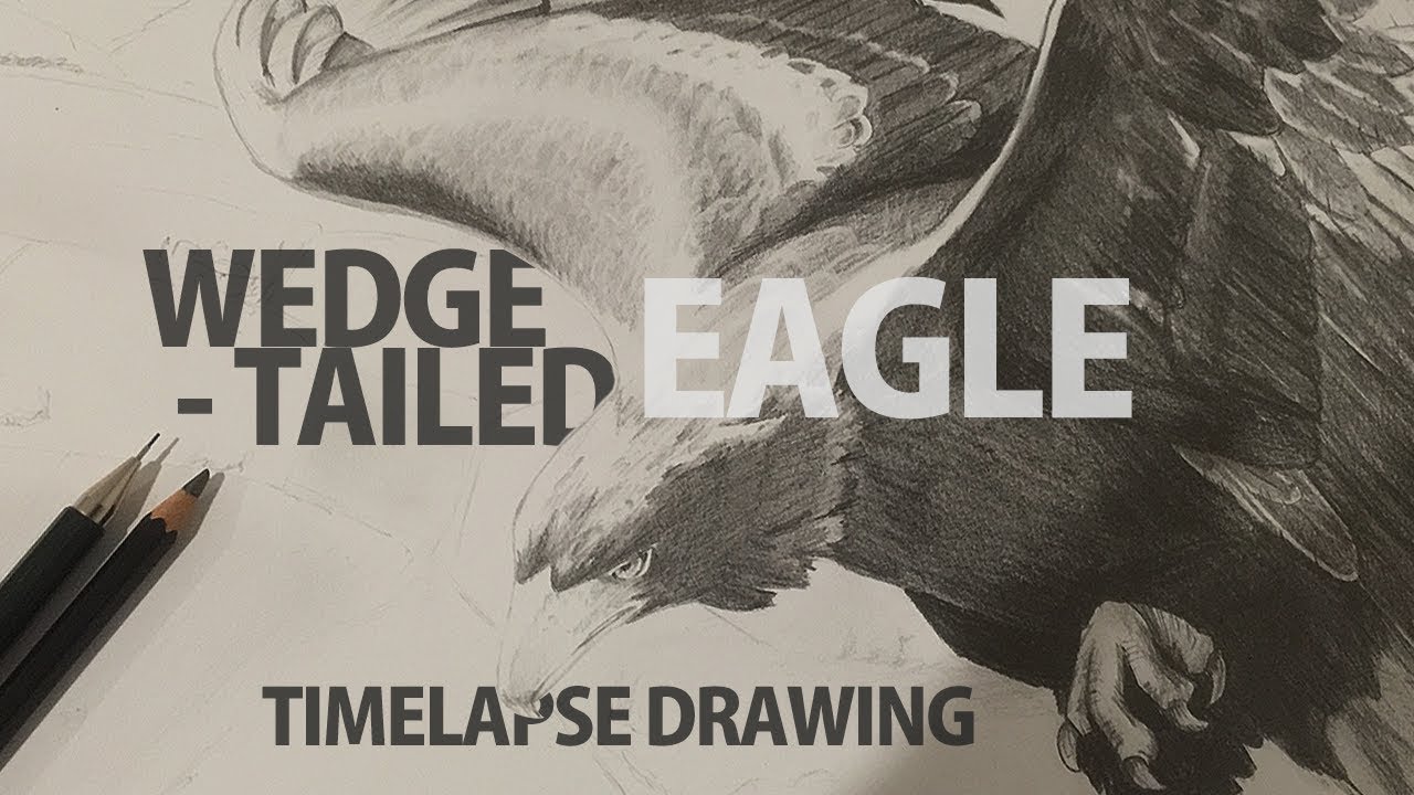 Wedge-Tailed Eagle Timelapse Drawing - YouTube