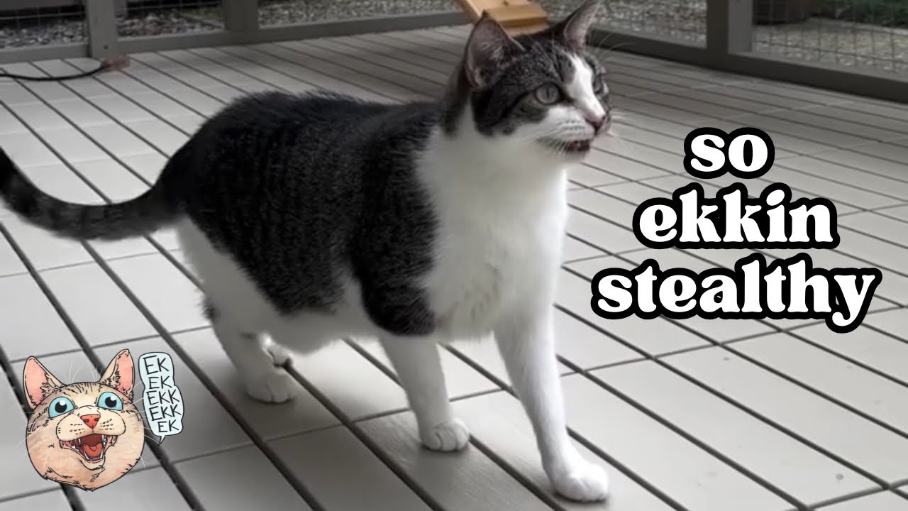 stealth mode activated: cat chattering at birds || ekekekkekkek - YouTube