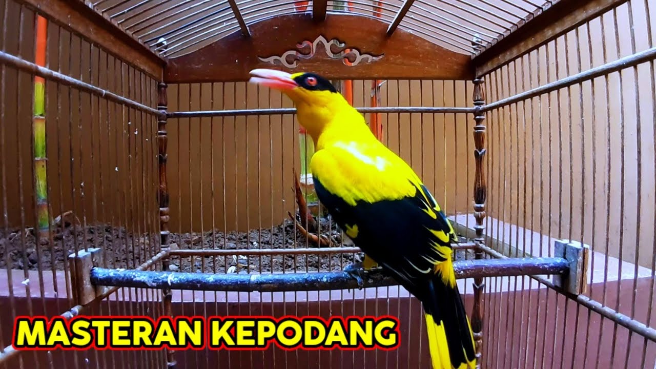 kepodang emas gacor untuk masteran - YouTube