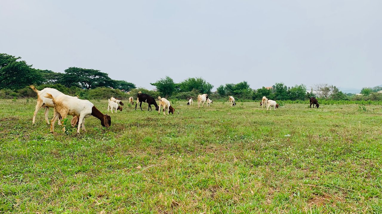 Herding Goats At The Rural Area Of Pailin - YouTube