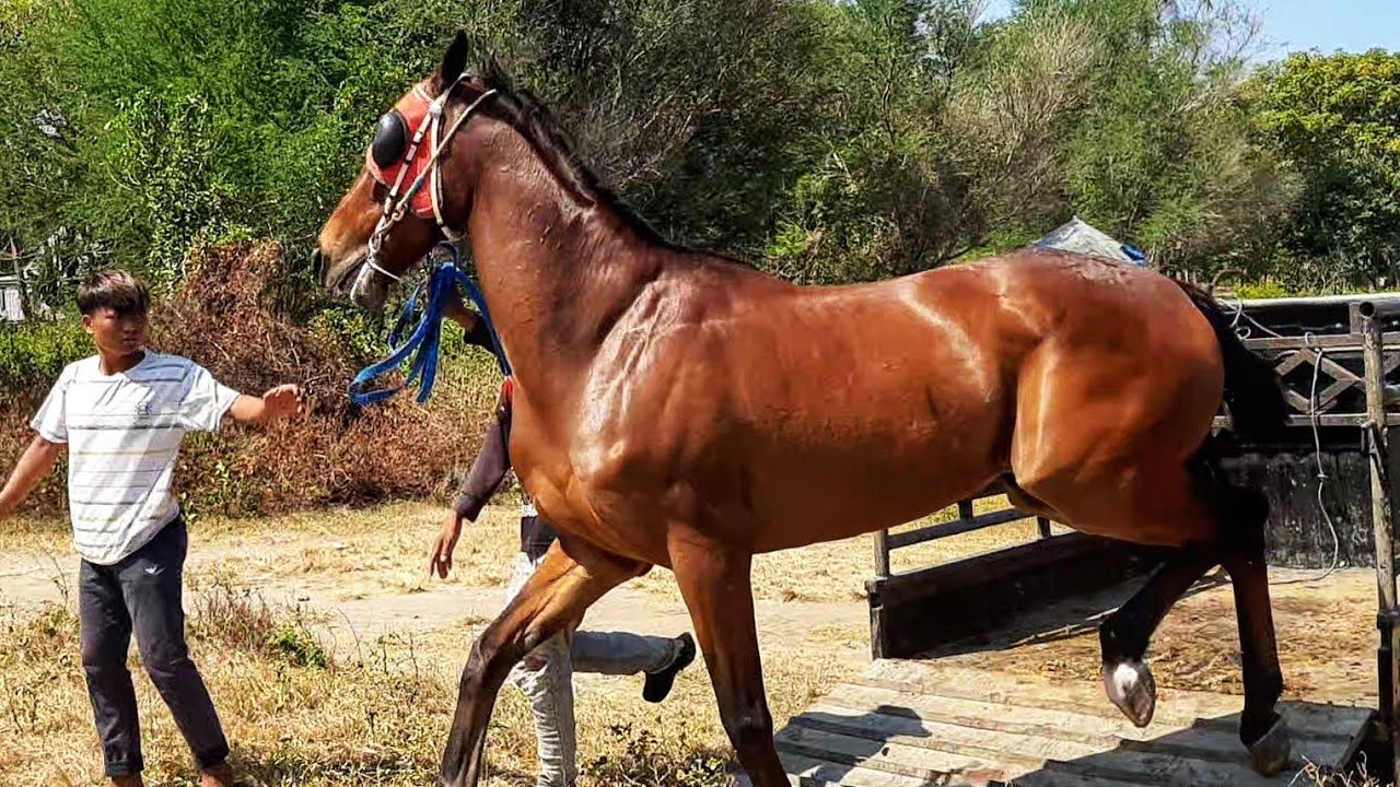 KEDATANGAN PARA KUDA PACU RAKSASA UNTUK LATIHAN DI PACUAN KUDA ...