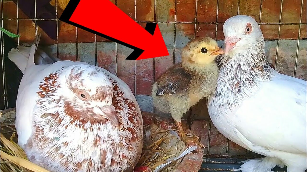 pigeon heating hen egg - YouTube