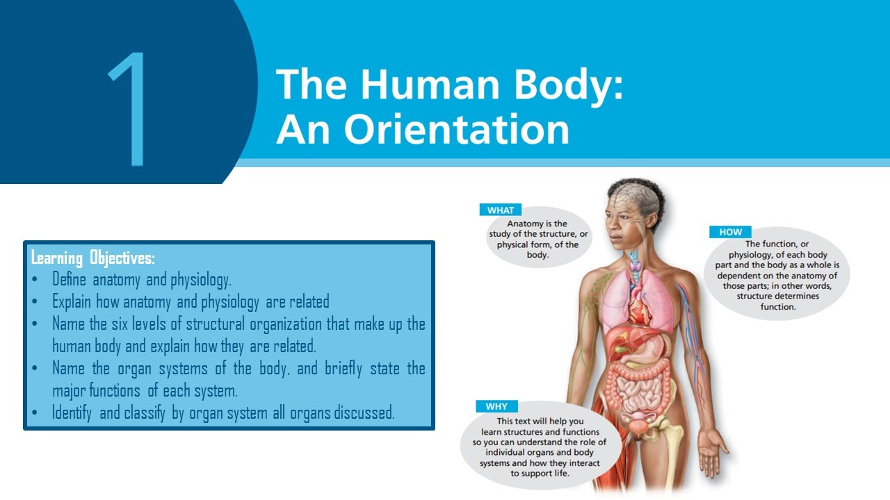 LESSON 1- LEVEL OF STRUCTURALORGANIZATION/ ORGAN SYSTEMS - FIS1601 ...