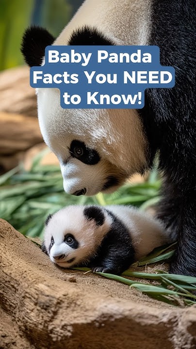 Baby Panda Facts You Need to Know! These baby panda facts will amaze you! - YouTube