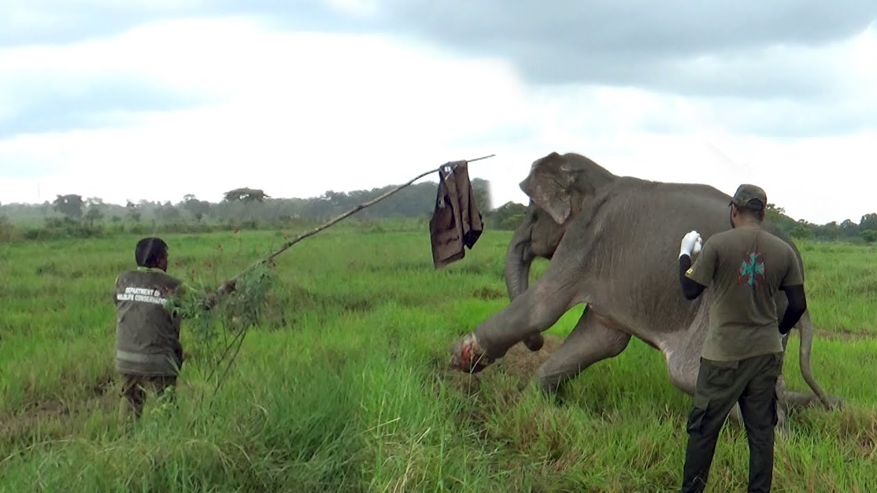 The wounded elephant treated by wildlife officers. - YouTube
