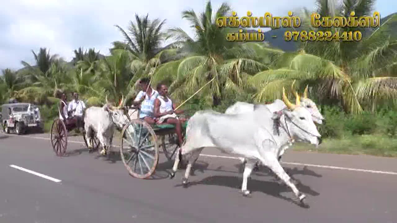 Rekla Race - 2017 Theni District- Gudalore 27/09/2017 (Nadumadu) - YouTube