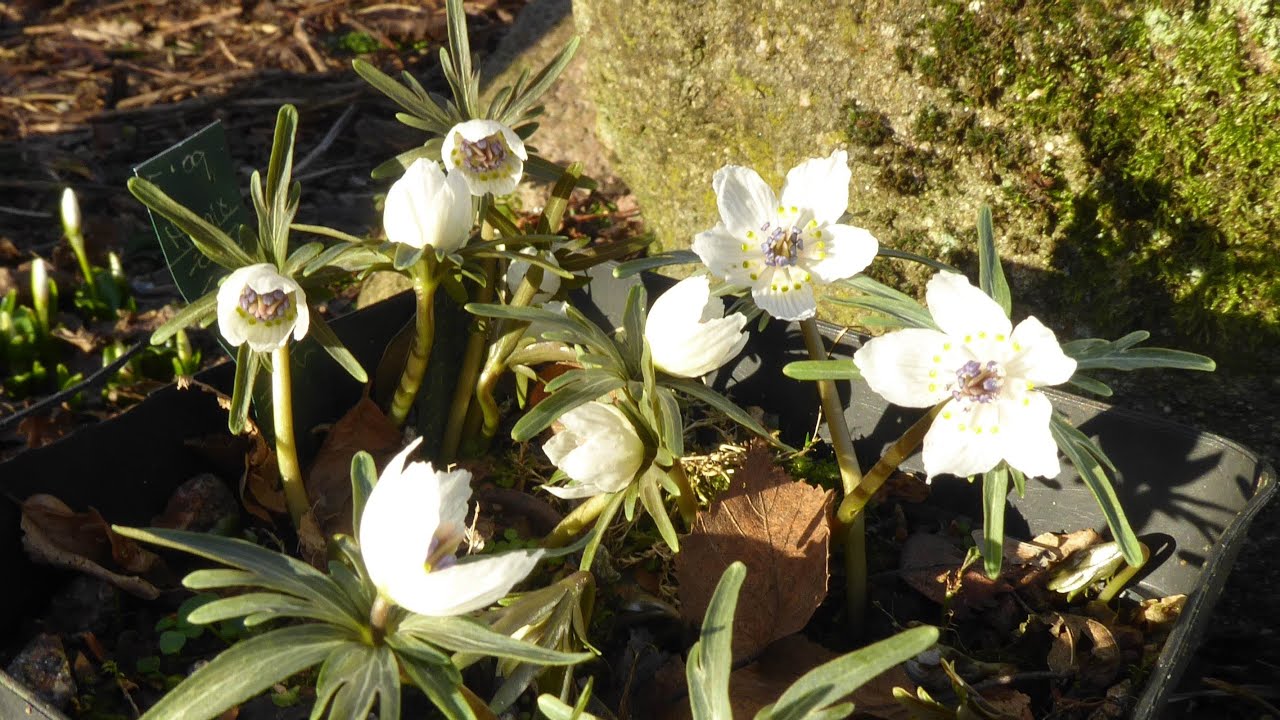 Bulb Log Video Diary The garden in January - YouTube
