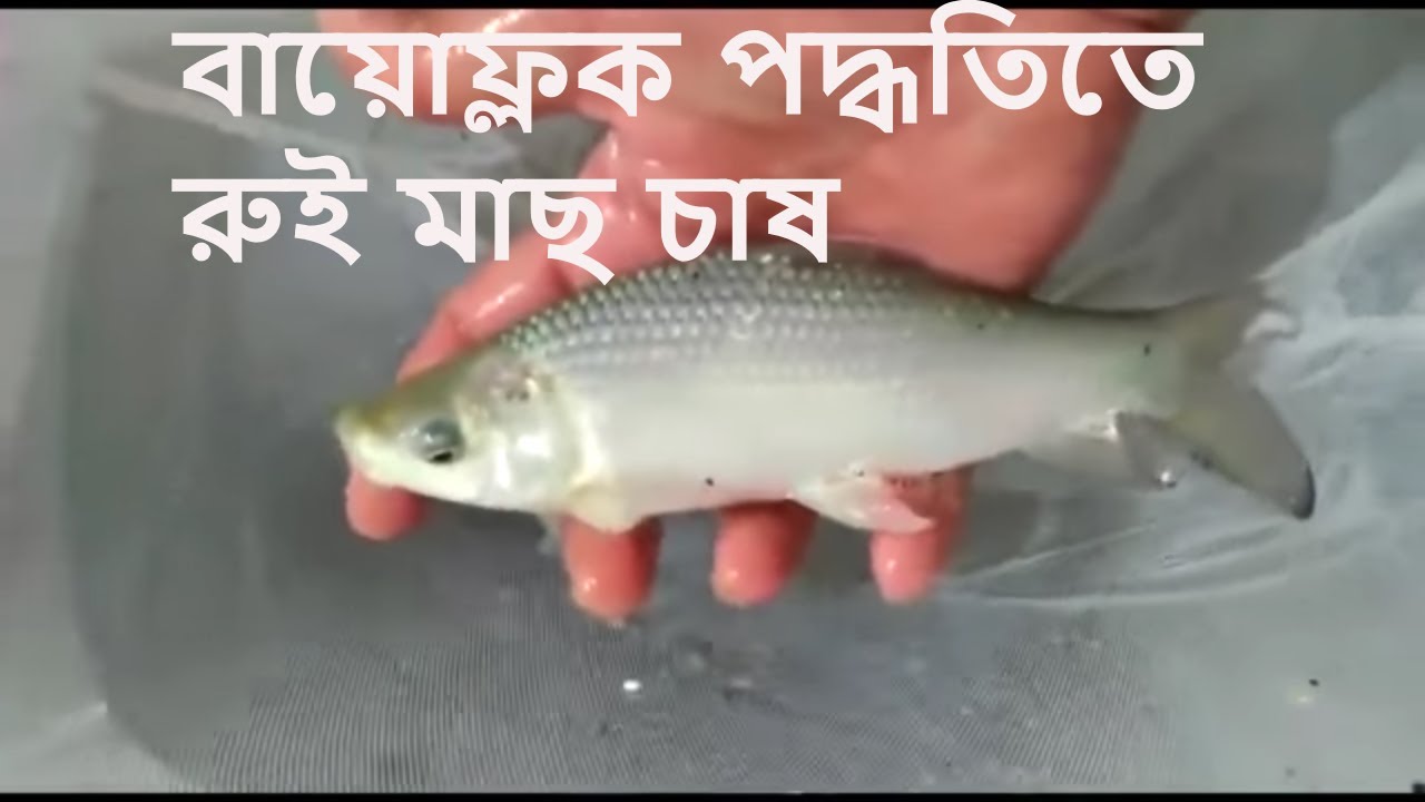 Rohu Fish Cultivation In Biofloc System.. - YouTube