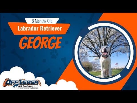 Amazing Transformation | George | Labrador Retriever | Cincinnati Dog ...