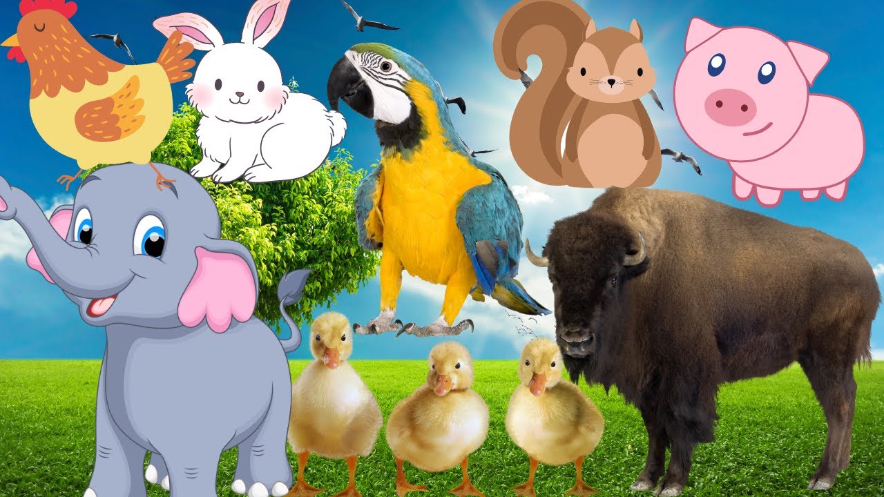 Herbivores Animal elephant, rabbit, duck, pig, cow | Animal Sounds ...