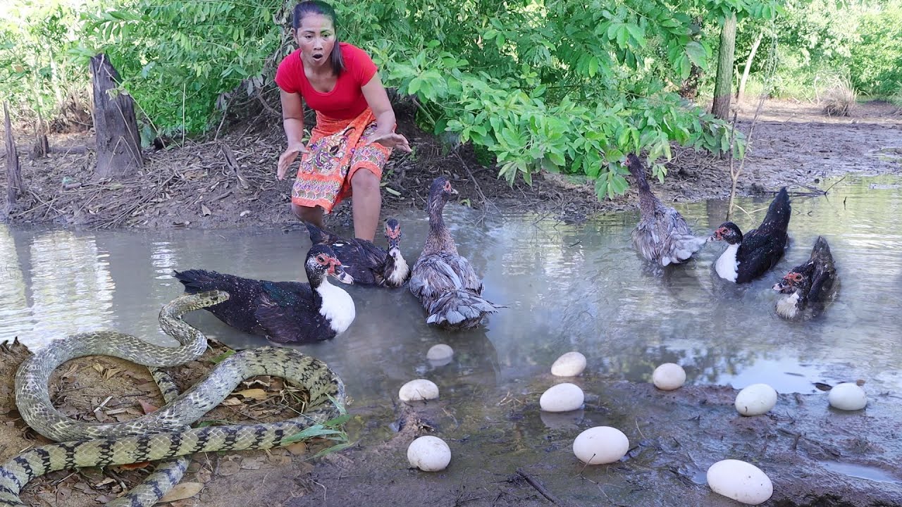 Survival skills: Catch snake & duck Pick duck egg for food - Grilled ...