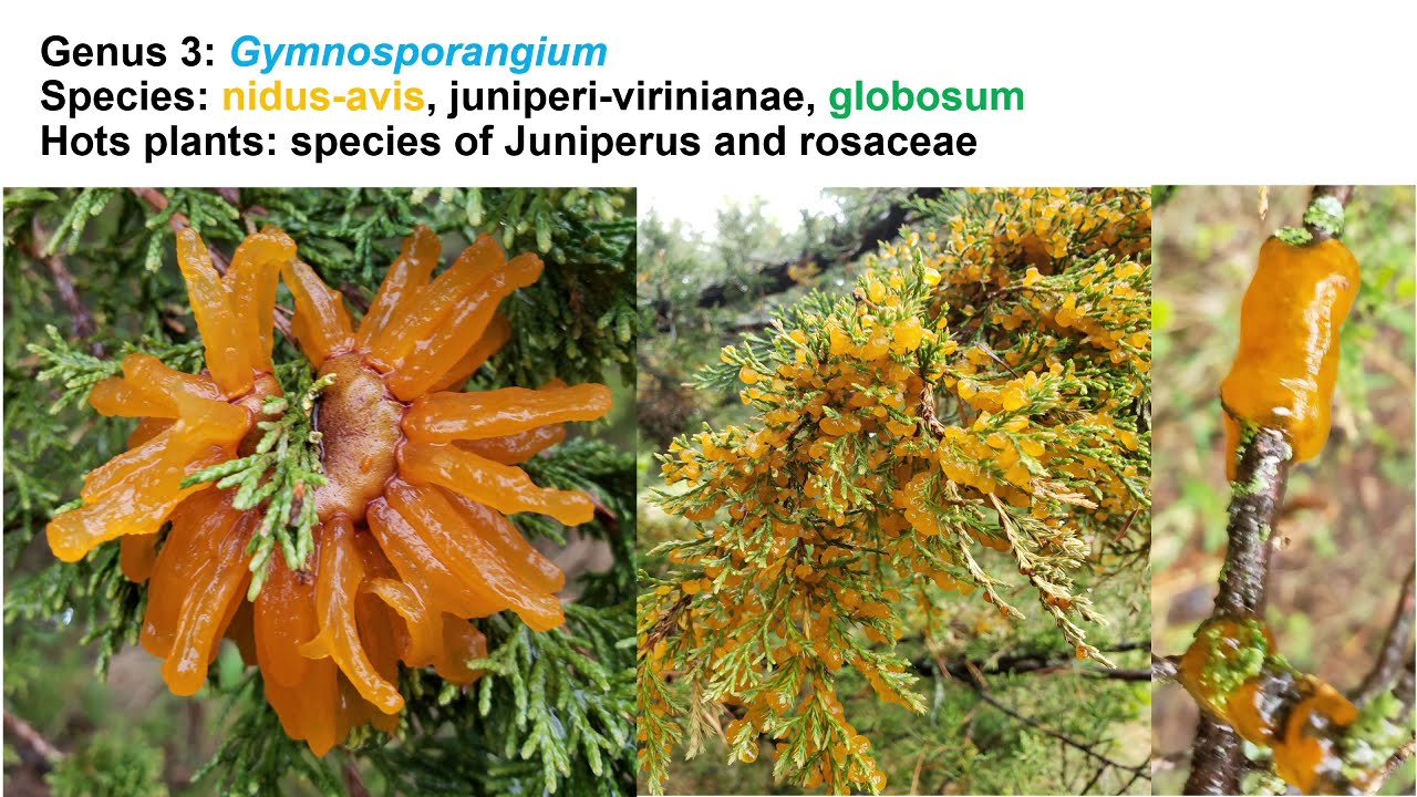 Rust Fungi Taxonomy and Identification (PUCCINIALES) - YouTube