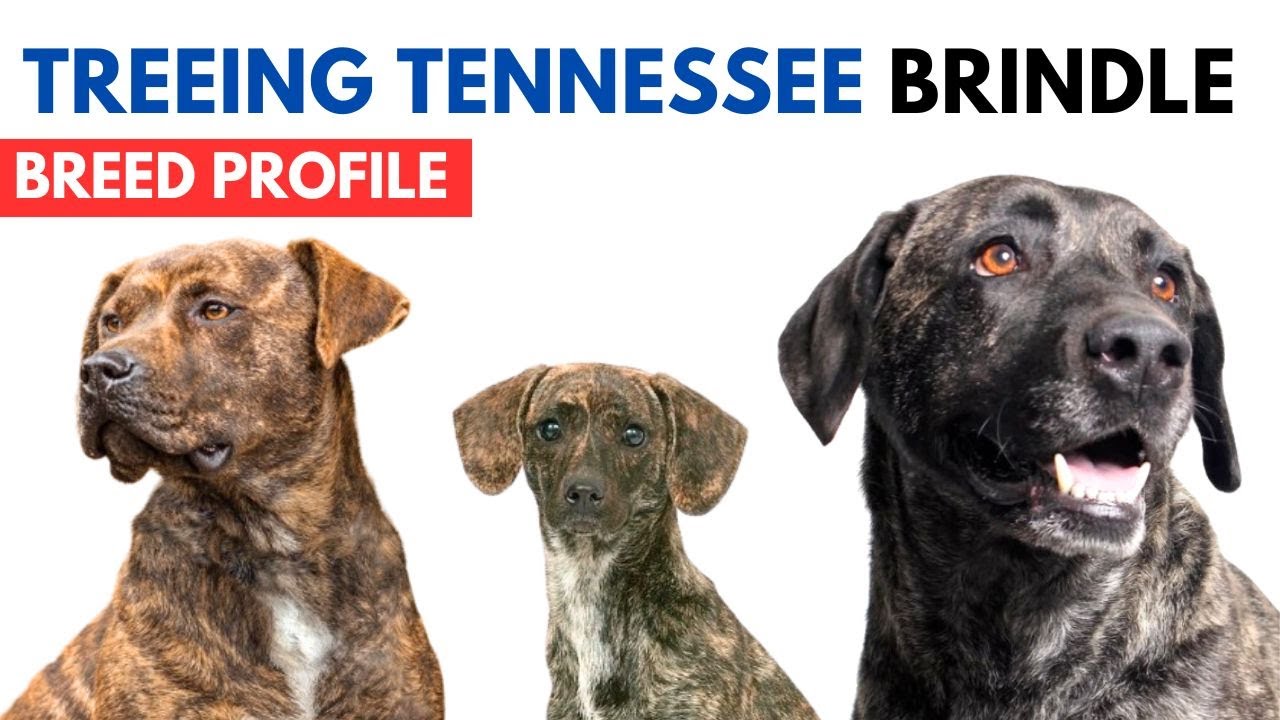 Treeing Tennessee Brindle Breed Profile History - Price - Traits ...