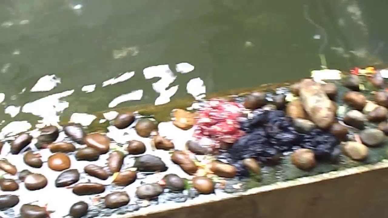 CAUVERY RIVER FIRST FLOW ORIGIN TALAKAVERI - YouTube