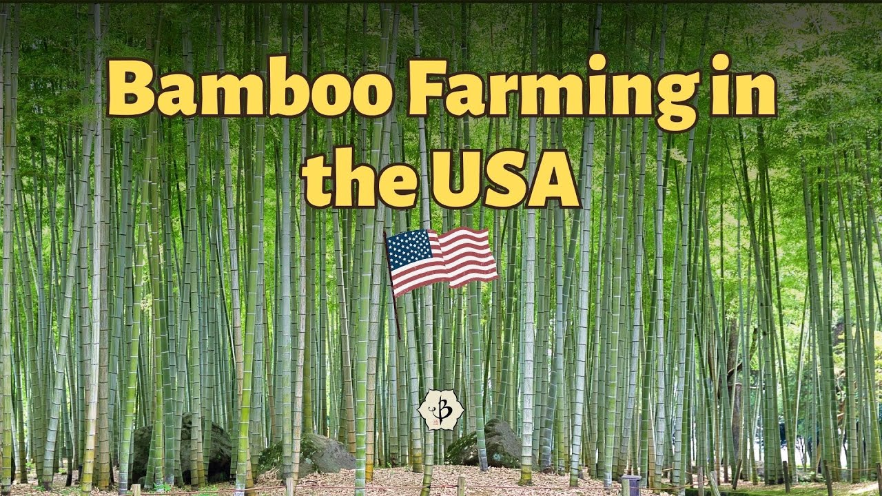 Bamboo farming in America - YouTube