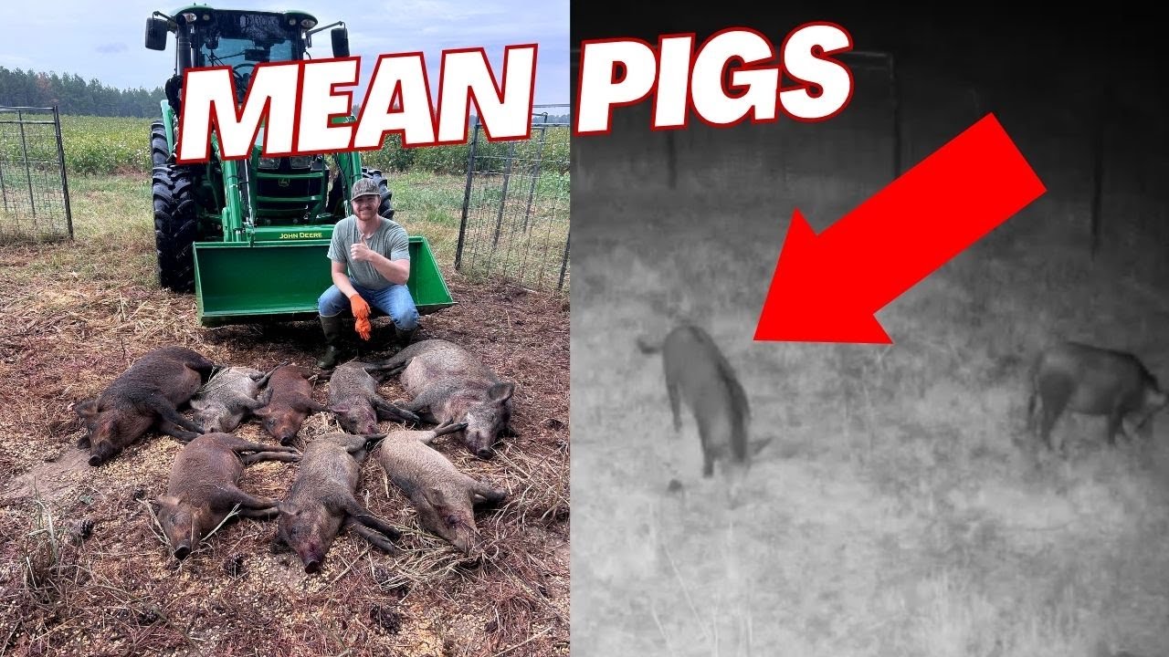 Wild Pig Trapping 101: How to Protect Your Land from Feral Hogs - YouTube