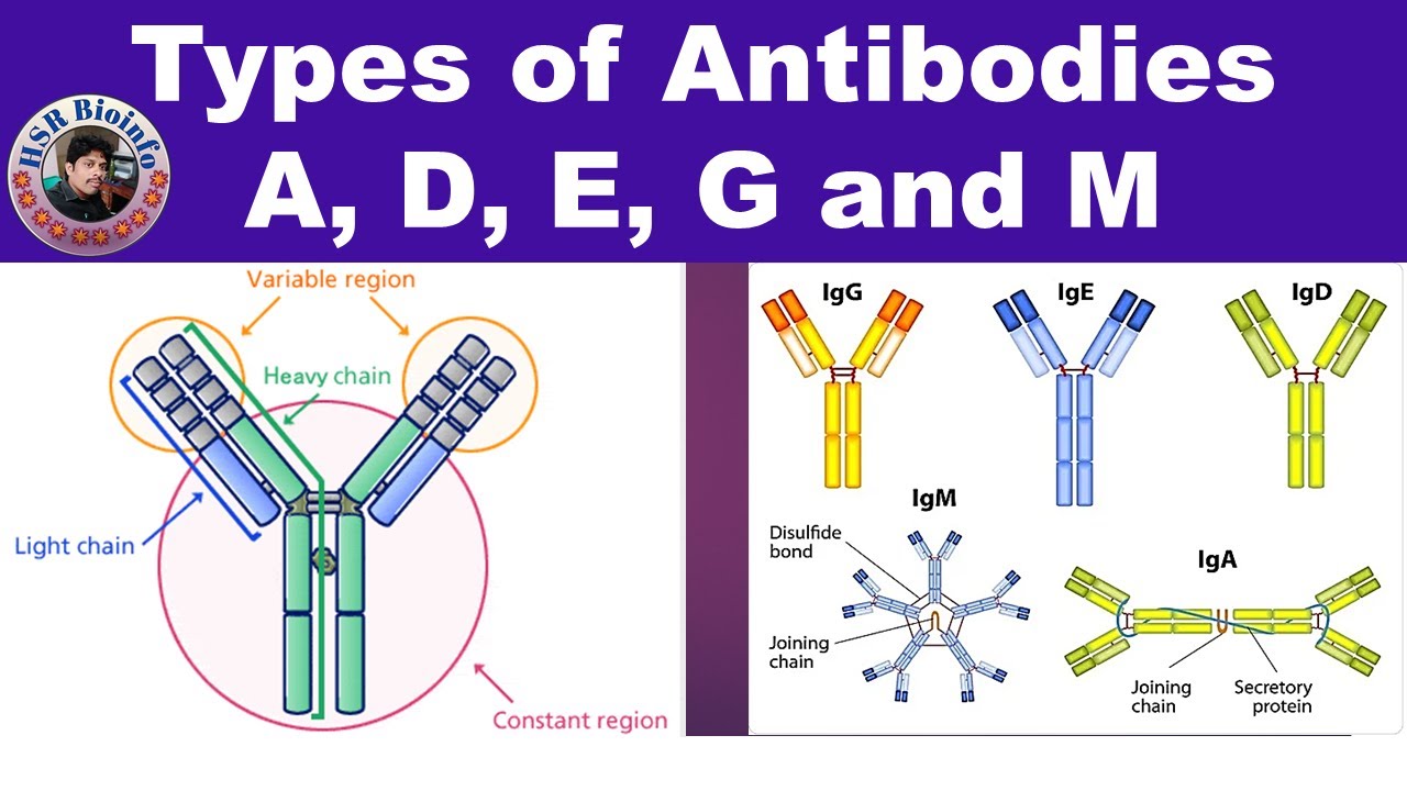 Types of Antibodies- A, D, E G and M | Immunology | HSR Bioinfo - YouTube