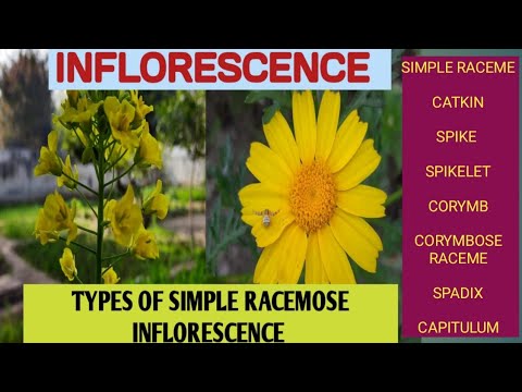 Types of Simple Racemose Inflorescence. #raceme,#corymb,#spadix,# ...