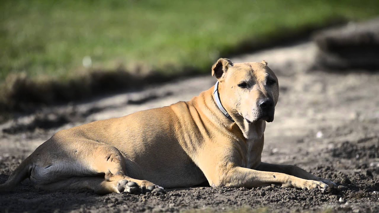 Spike American pitbull terier - YouTube