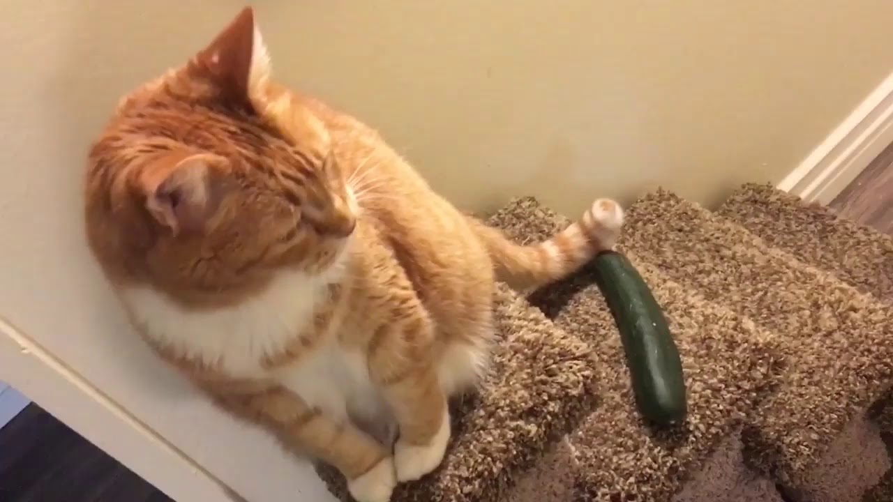 Cats are Crazy funny 😂😂😂 - YouTube