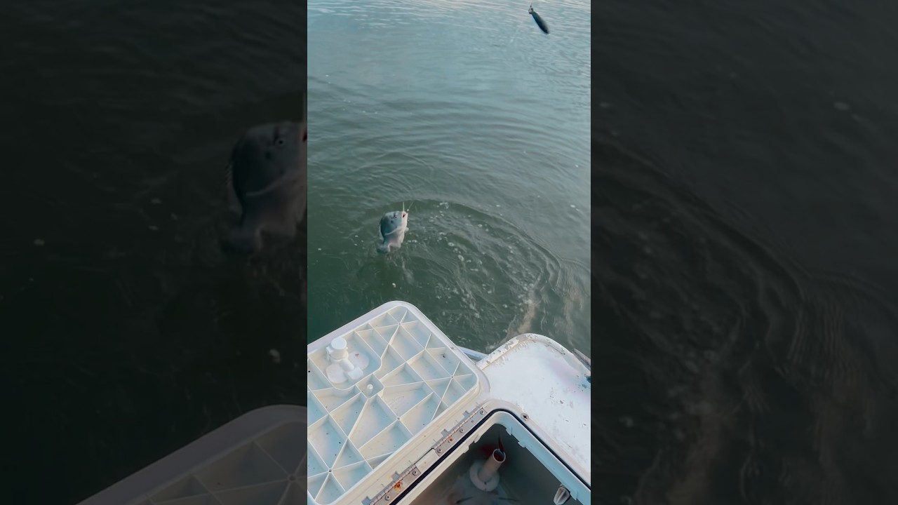 #breamfishing (reeling a good size of bream fish(bakoko fish) - YouTube