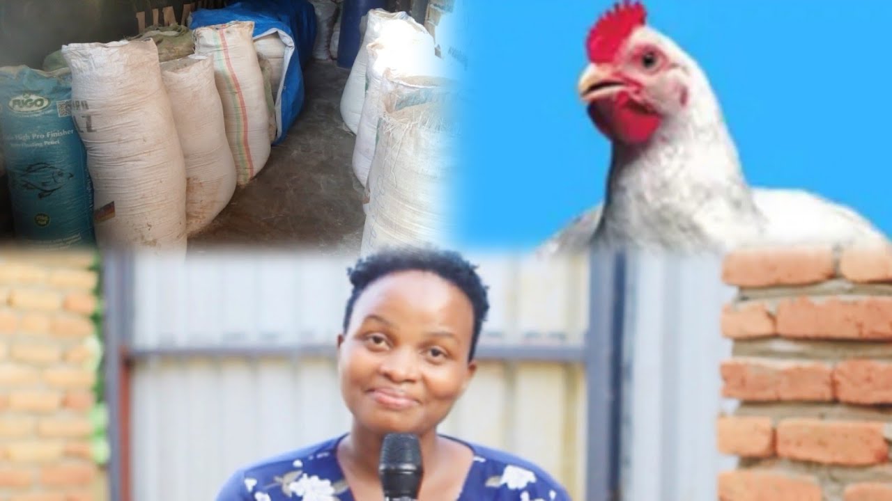 Ikorere ibiryo by'inkoko z'Inyama #bizaguha umusaruro vuba#ntuzongere ...