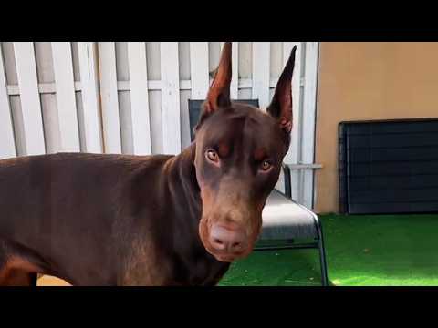 Niemand wollte diesen Dobermann – Viermal zurückgegeben, bis EINE Frau alles änderte