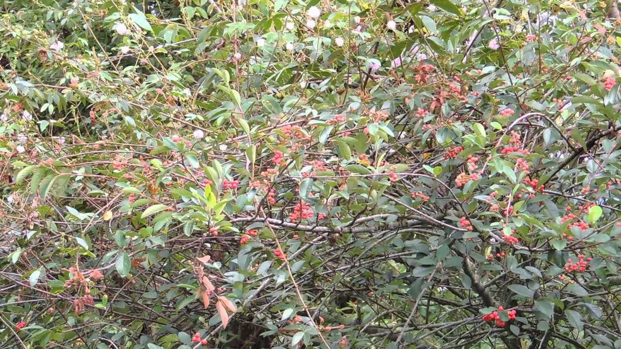 #7026, Arbol de pequeños frutos rojos [Raw], Paisajes rurales - YouTube