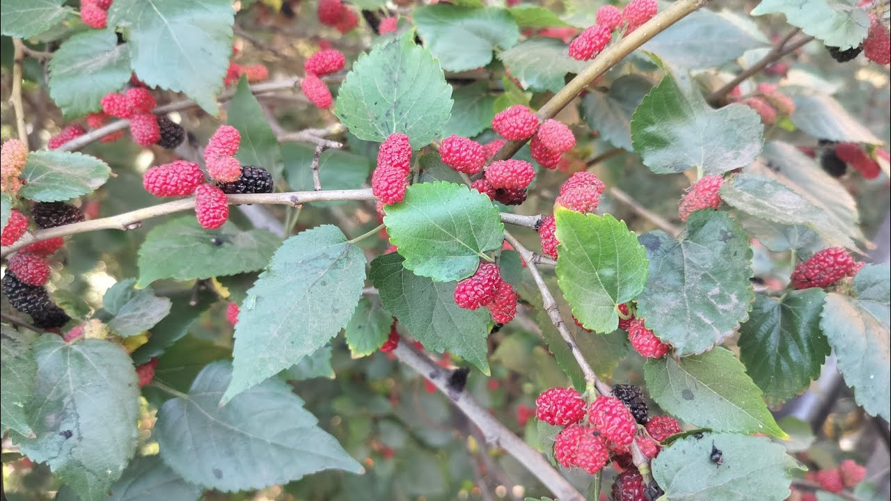mulberry plant | शहतूत फल | sahtut fruit | #shortgarden #ytshort #plant ...