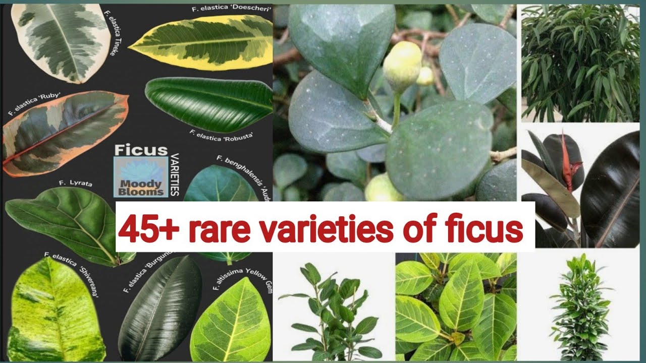 45 + varieties of ficus plant ☘️ - YouTube