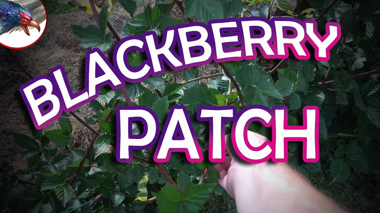 Way Down Yonder in the Blackberry Patch - Roc's Roost IRL Episode 2 ...