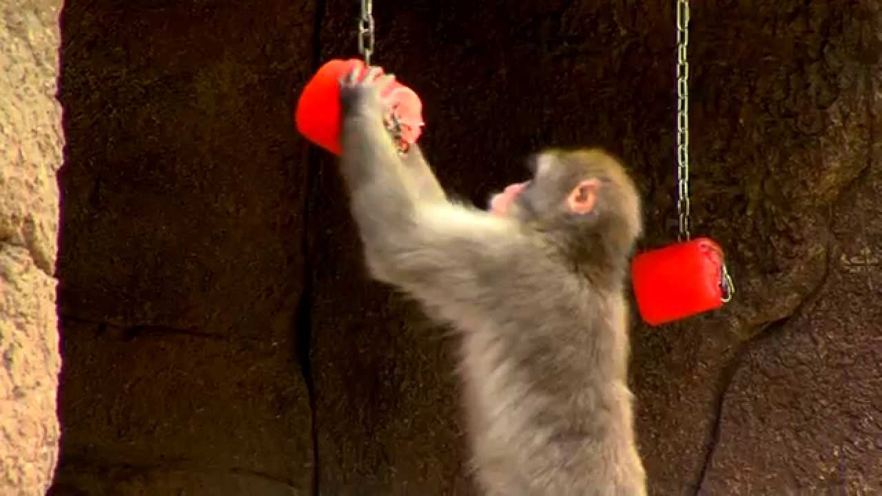 Snow Monkey's Get Frozen Treat - Cincinnati Zoo - YouTube