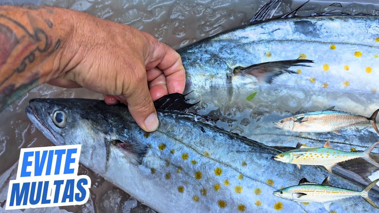 Diferencias entre MACARELAS (SIERRAS) y REGULACIONES ! - YouTube