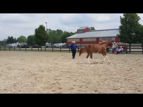 Maverick Shadow Longe Line Yearling - YouTube